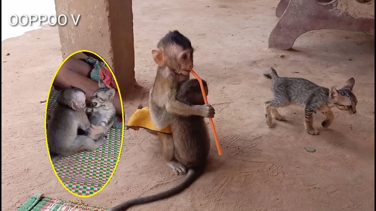 Stopping , Lovely Monkey Janny prevent Sister shally from fighting with ...
