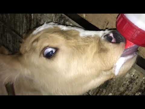 Buzağı biberonla emzirme