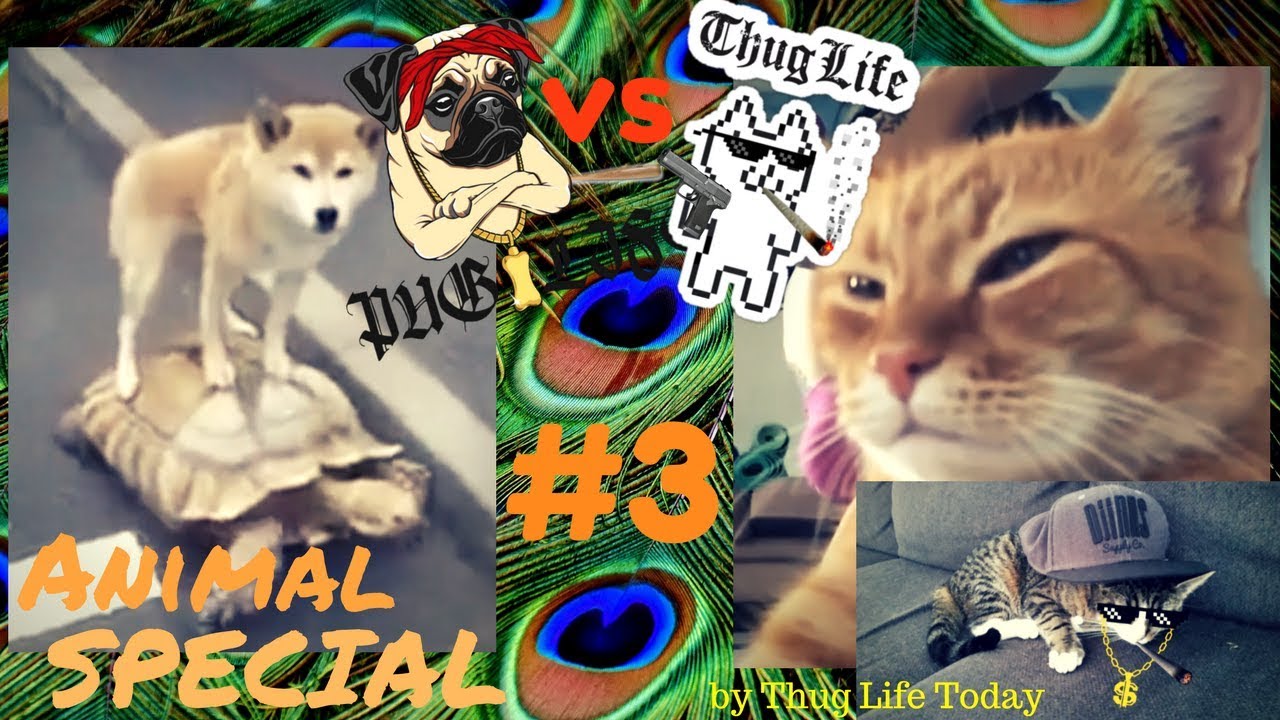 NEW Thug Life CATS VS DOGS Compilation Animal Special #3 HD Feb 2018 by ...