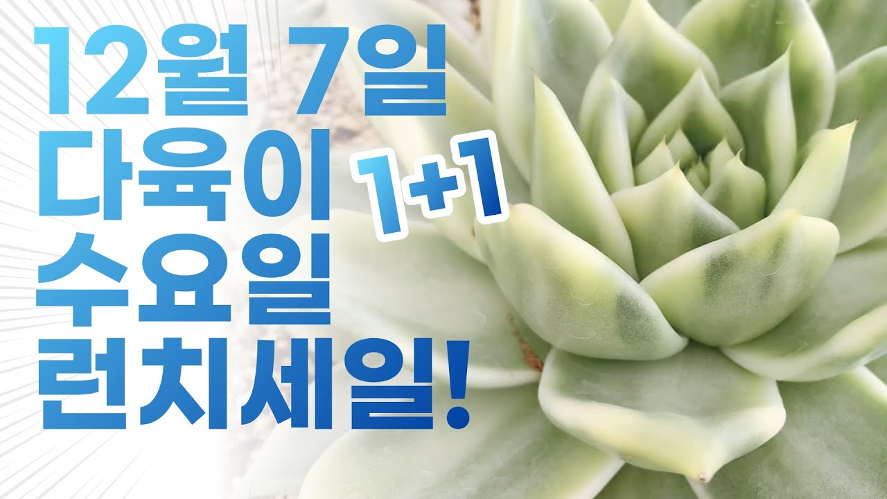 판매완료 12월 7일 예쁜 다육이 런치세일 11 선착순 다육이 금다육 다육이키우기 다육이창 Youtube