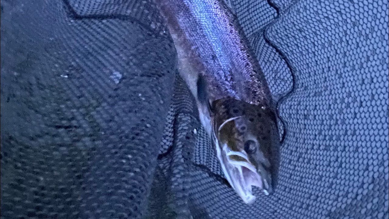 The Last Cast - River Bann Salmon on Bann Special Fly - YouTube