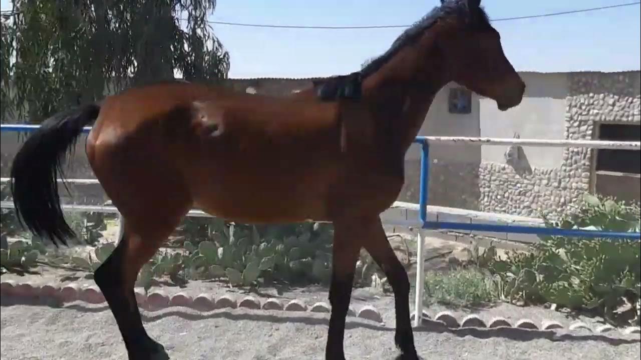 #اسب_تروبرد_قرنجیک ( مادیان تروبرد 4 ساله به نام سوما شهپر ) - YouTube