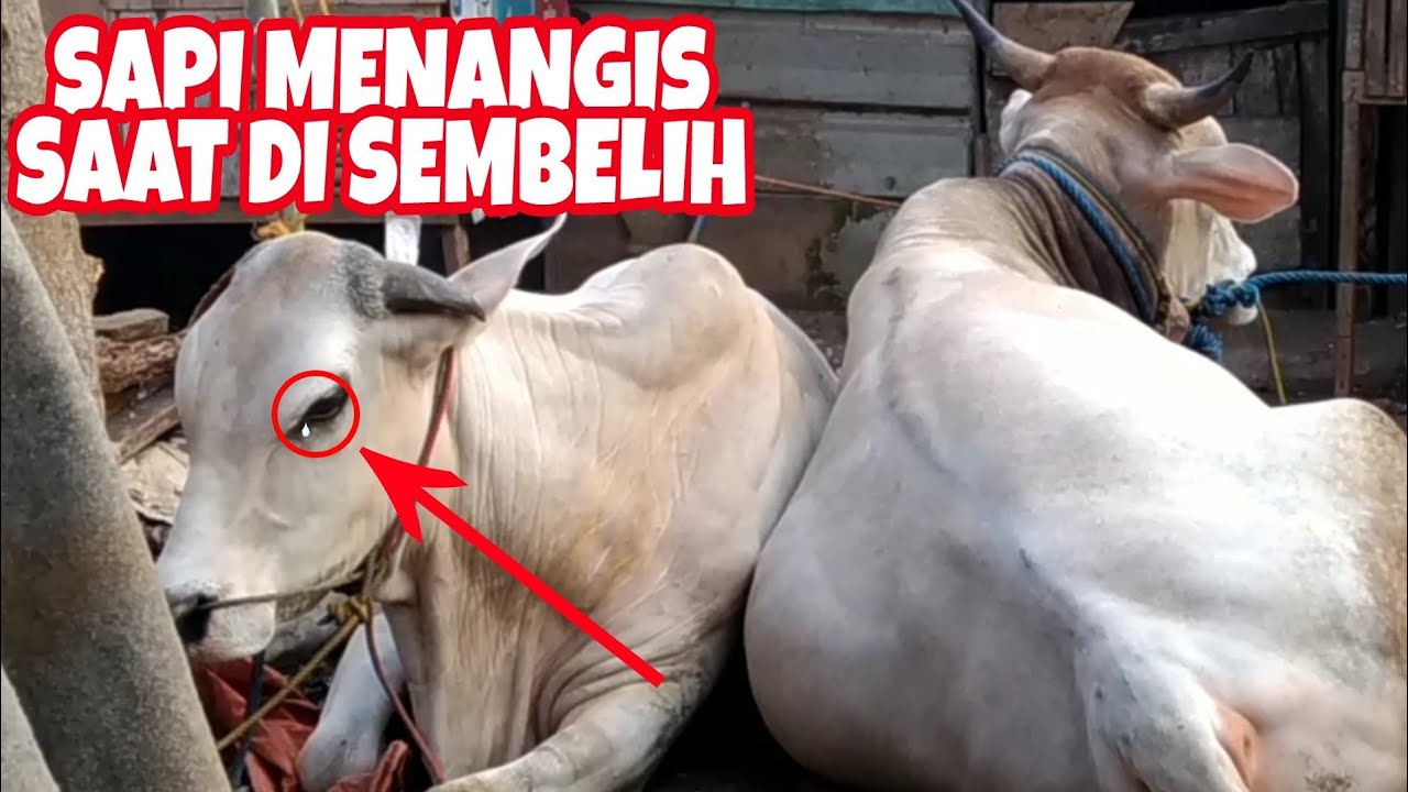 SAPI INI MENANGIS KETIKA AKAN DIS3MB3LIH MENJADI HEWAN QURBAN!!! - YouTube