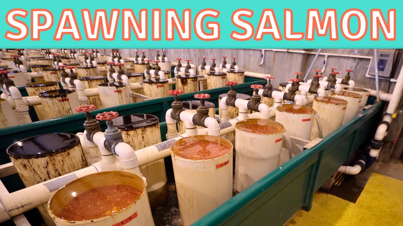 Want to See SALMON UP CLOSE? Tour California's Nimbus Fish Hatchery ...