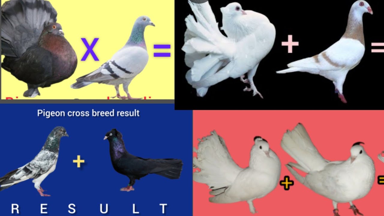 4 pigeon cross breed results #pigeon - YouTube