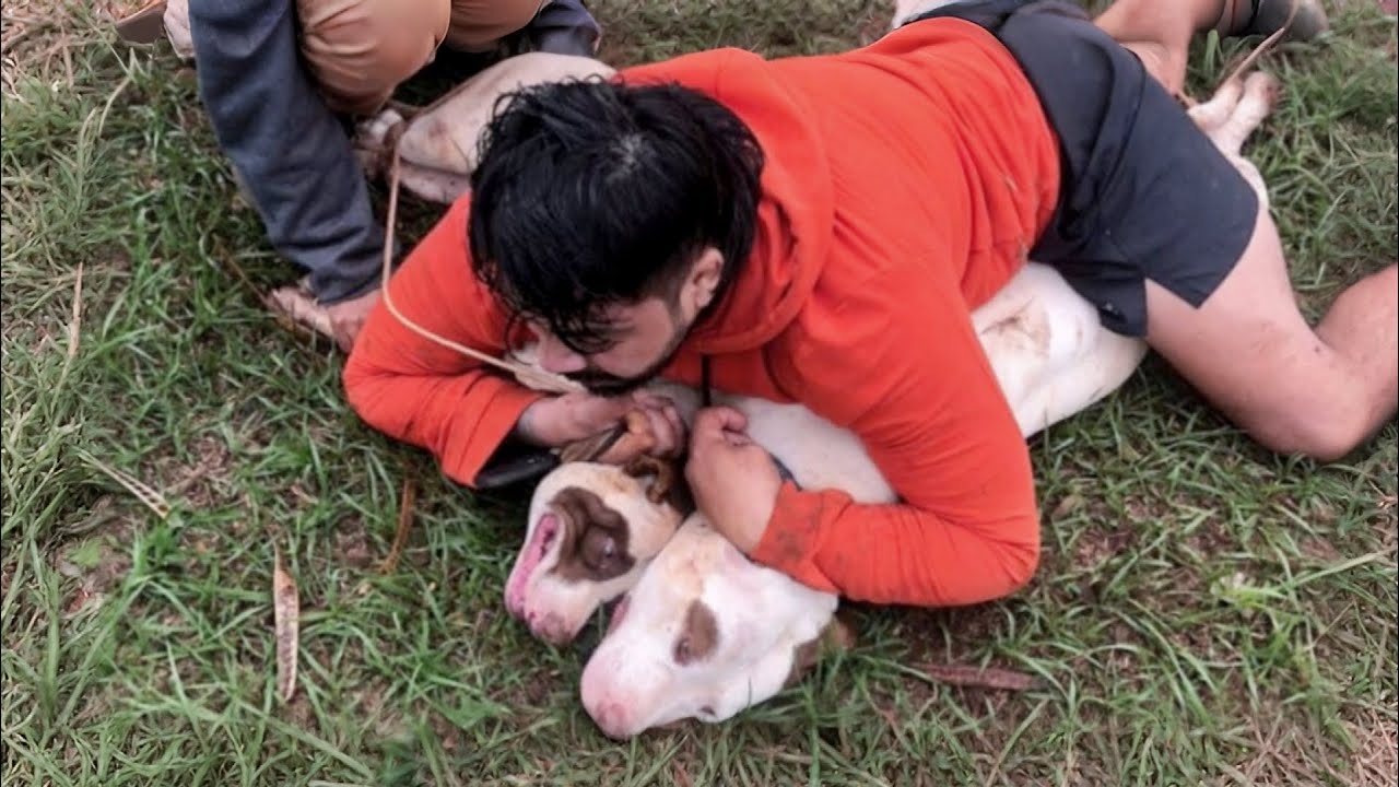 Man dominates two pitbulls after being attacked! 8 IMPOSSIBLE MOMENTS ...