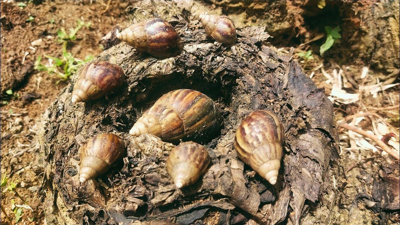 HUNTING SNAILS!!! Berburu bekicot,keong mas dan siput hitam [keong ...