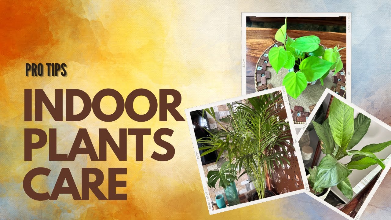 "Indoor Plant Care Unveiled: Pro Tips and Nursery Planter Hacks for ...