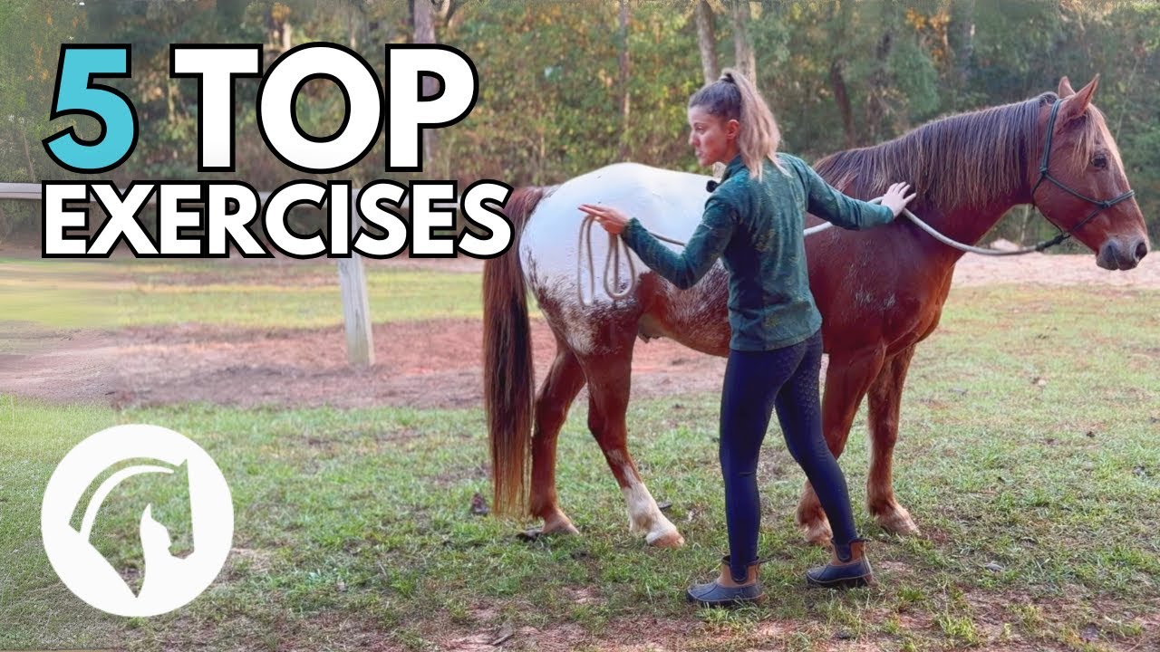 Groundwork Exercises For Horses: 5 Best Exercises - YouTube