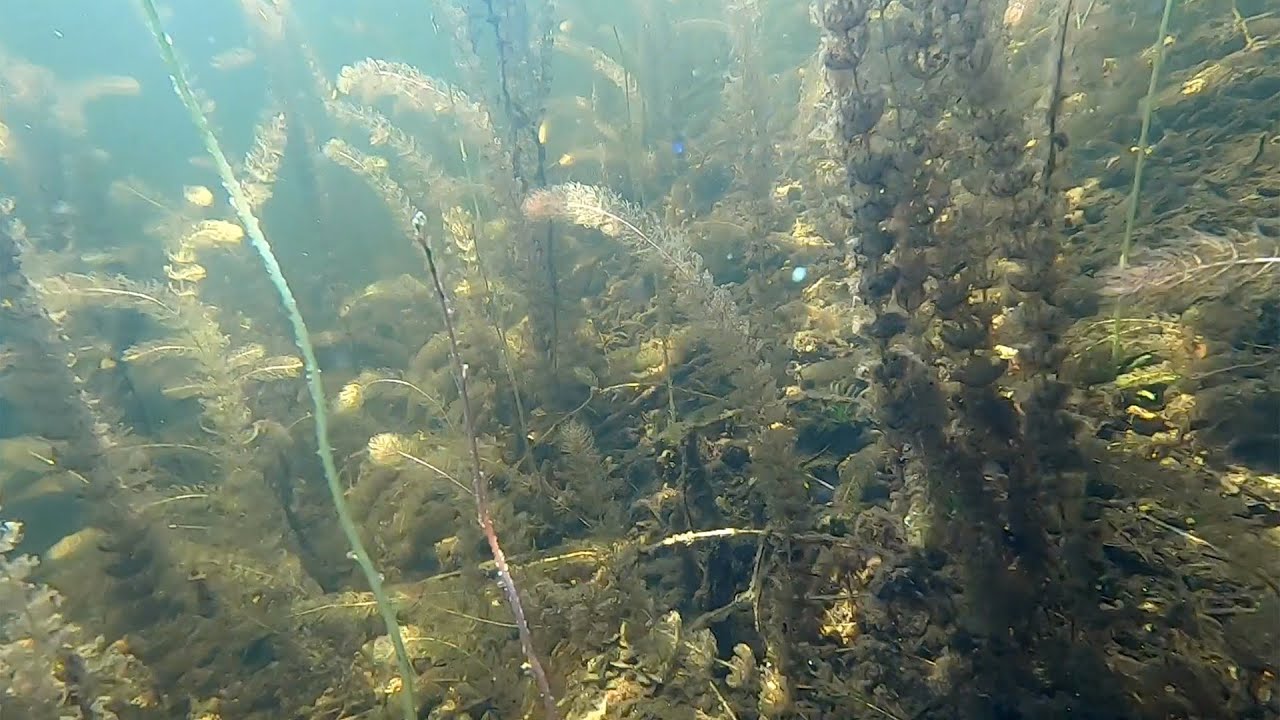 Lake Puula Underwater Magic - YouTube