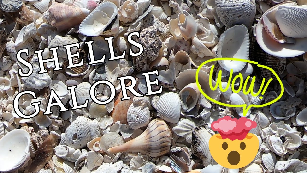 Ten Thousand Islands Shell Trip Part II - YouTube