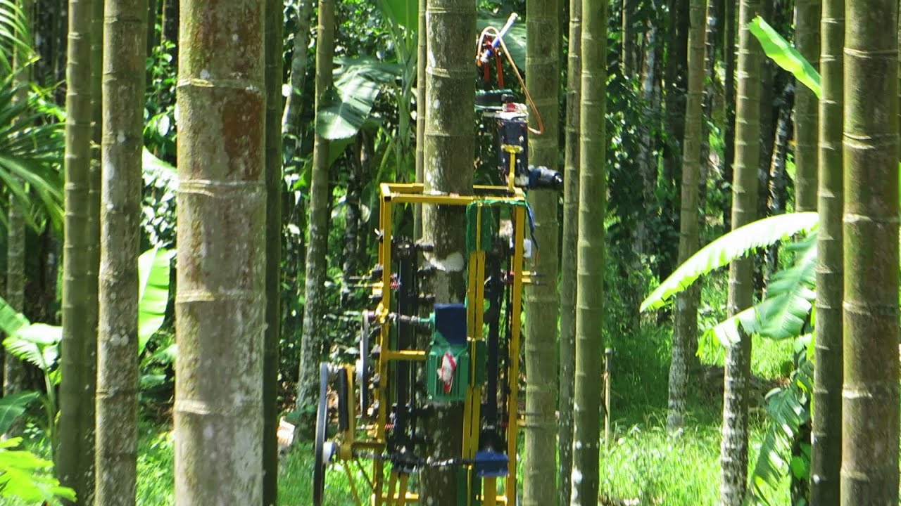 Areca Palm Climbing Machine - YouTube