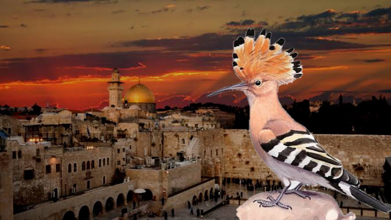 Hazrat suleman AS aur hud hud | Story Of prophet soloman and hoopoe ...