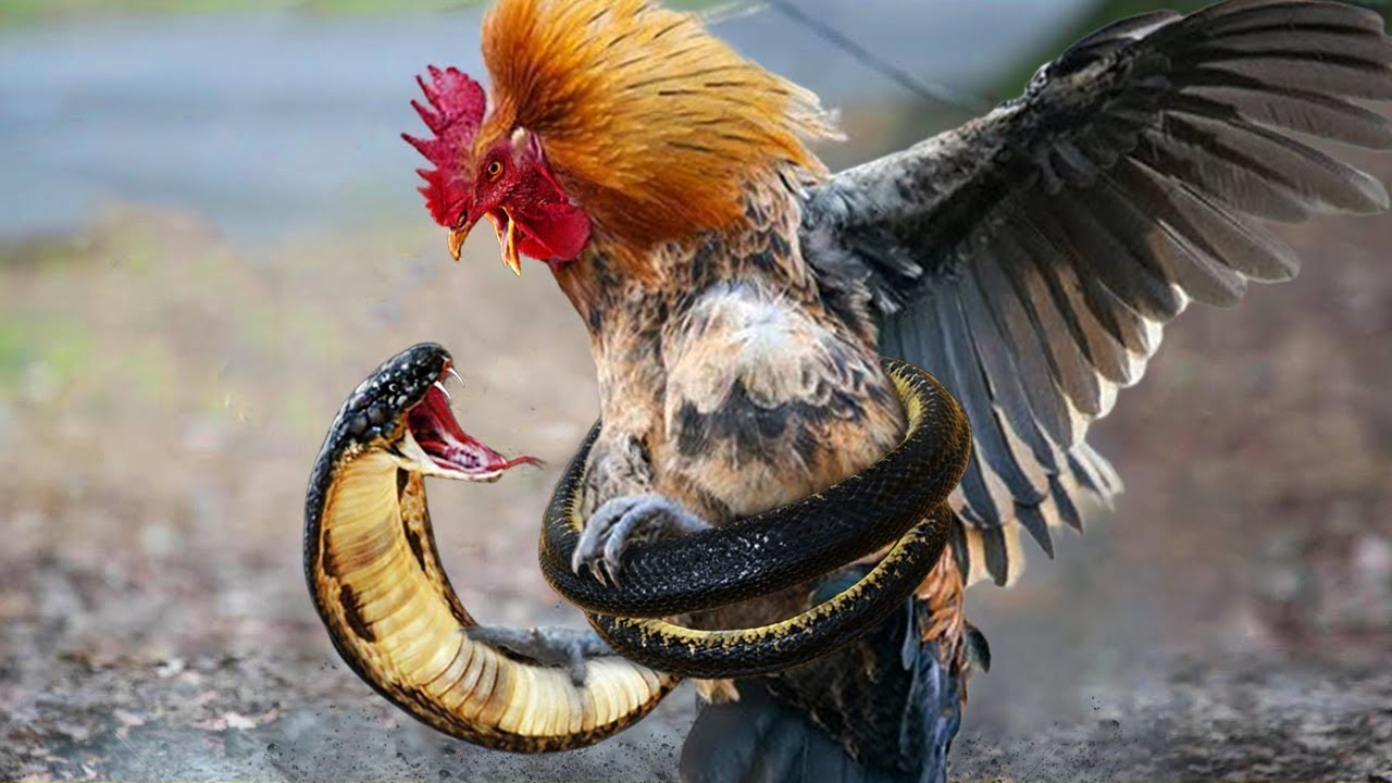 Watch a Fearless Rooster Take on a Deadly King Cobra to Protect His ...