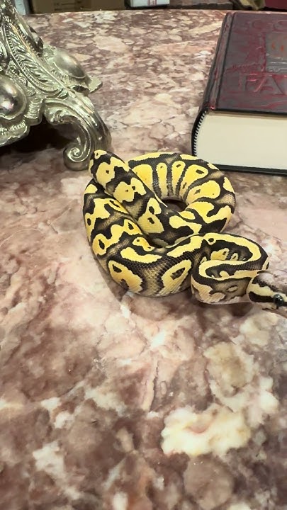Firefly Ball Python Awaiting Genetic Testing Results! - YouTube