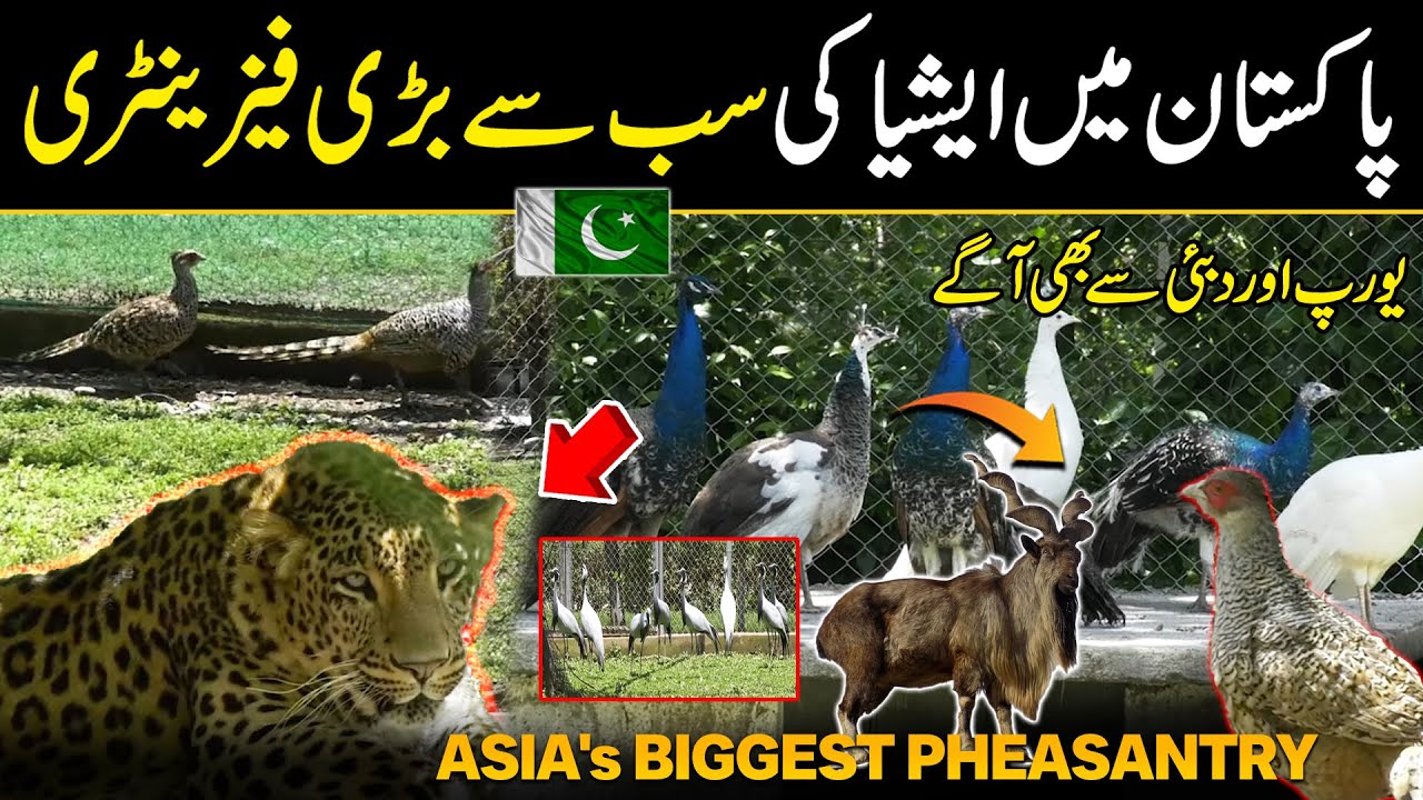 Asia's Biggest Pheasantry in Dhodial Mansehra | Breeding Center for ...