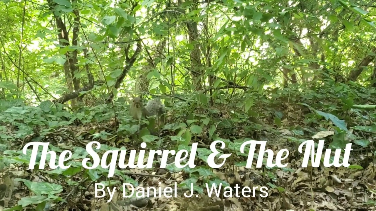 THE SQUIRREL & THE NUT (Short Film) by Daniel J. Waters - YouTube