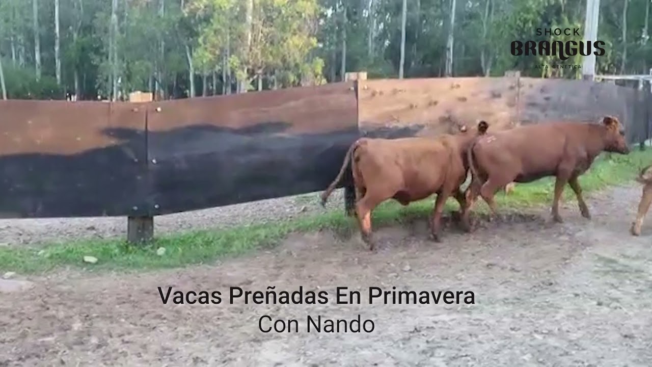 Vacas Preñadas En Primavera - YouTube