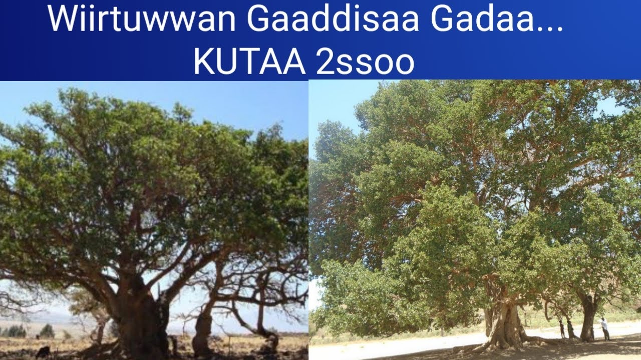 Wiirtuuwwan Gaaddisa Gadaa_KUTAA 2ssoo - YouTube
