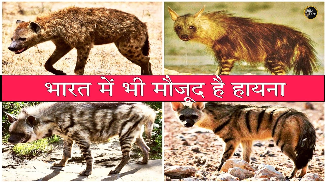 Indian hyena । Striped hyena । Rajasthan । #wildfacts । #hyenas - YouTube