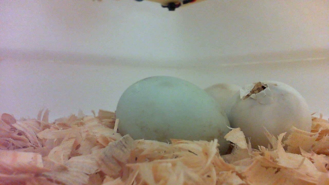 BBHMS DUCK HATCH Pt2 - YouTube