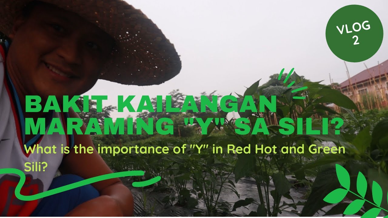 HOW TO PROTECT your Siling Pula and Siling Green Plant From TYPHOON ...