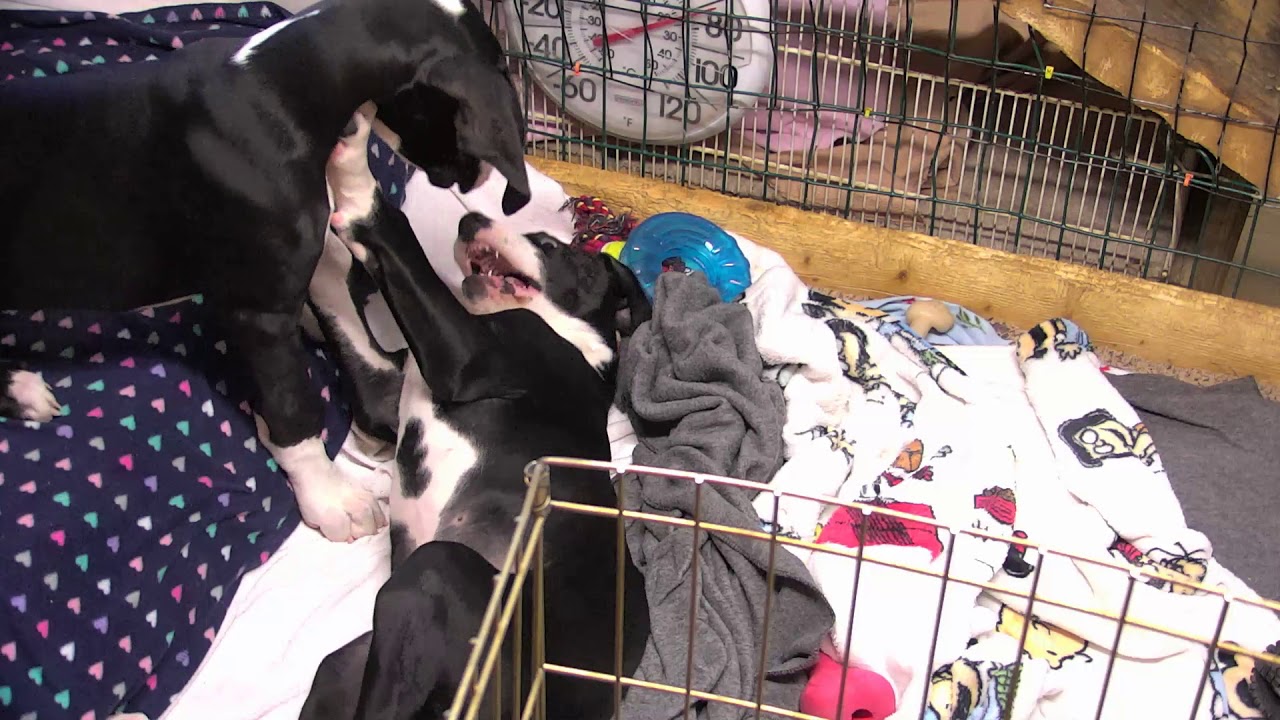 Great Dane Indoor Puppy Room 02-14-2019 18:55:31 - 19:55:32 - YouTube