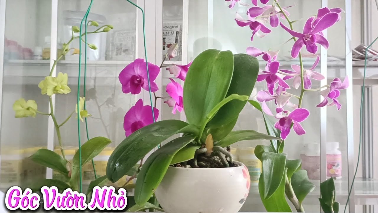 Chăm Sóc Hoa Phong Lan Tết Cực Đơn Giản| Phong Lan | Yêu Lan TV 09812. ...