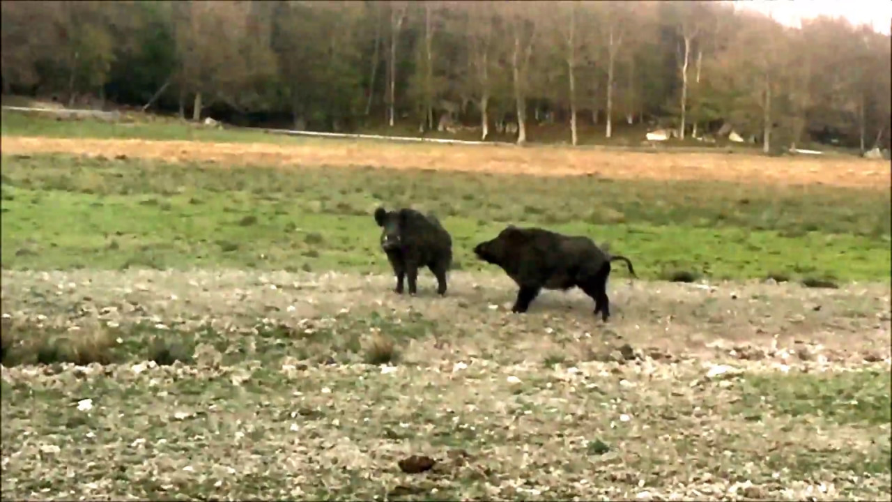 Wild boar fighting - YouTube