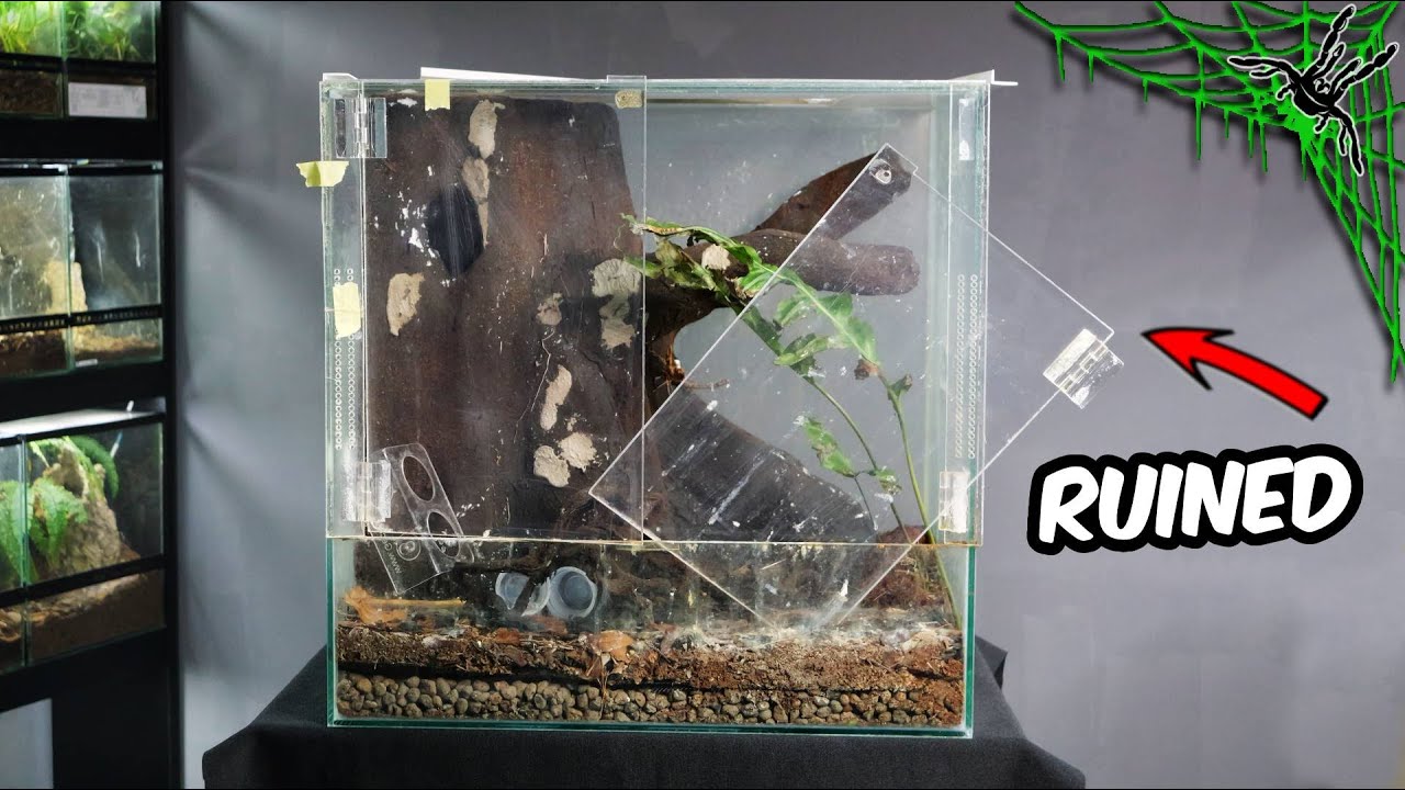 RESTORING Abandoned Antique WW2 Terrarium - YouTube