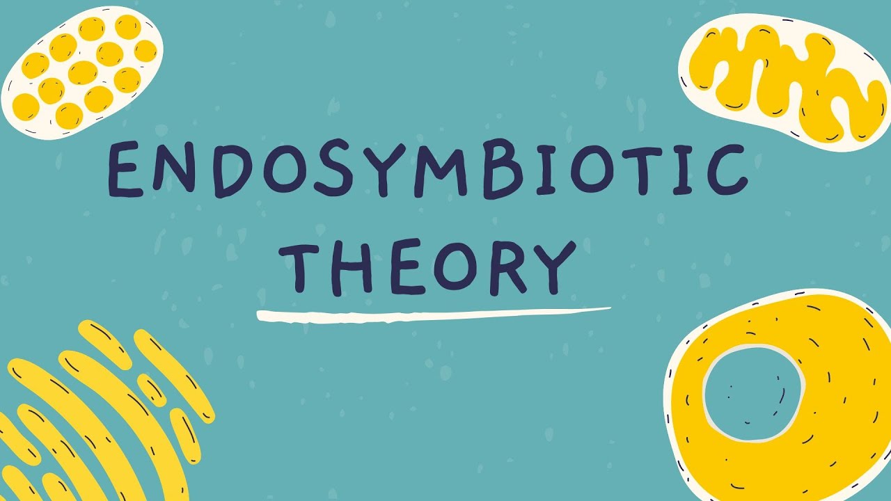 Endosymbiotic Theory Evidence - YouTube