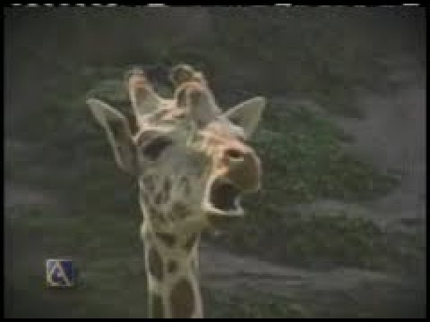 Zoo Stars - The Detroit Zoo Ad from 1982 -- "5 Minutes Please, My Lines ...
