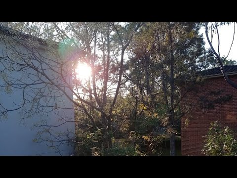 #12live Australian Native Morning Bird Calls - YouTube