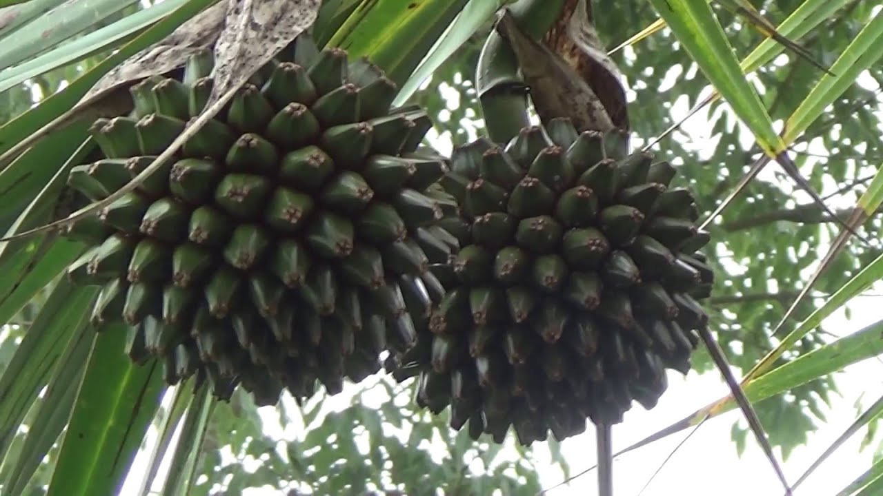 Você sabia ? # 89 - O Pândano ou Pandanus - YouTube