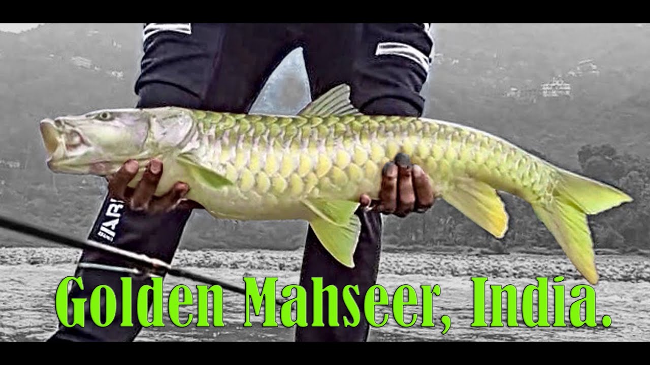 Golden Mahseer, Himachel Pradesh, India - YouTube