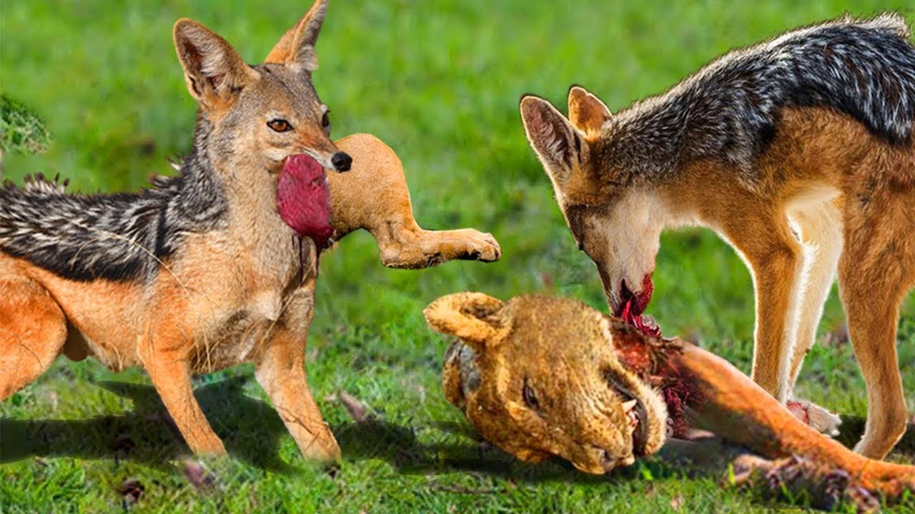 Poor Lion! Jackal Lays a Trap to Make Lions Prey in His Hunt | Wild ...
