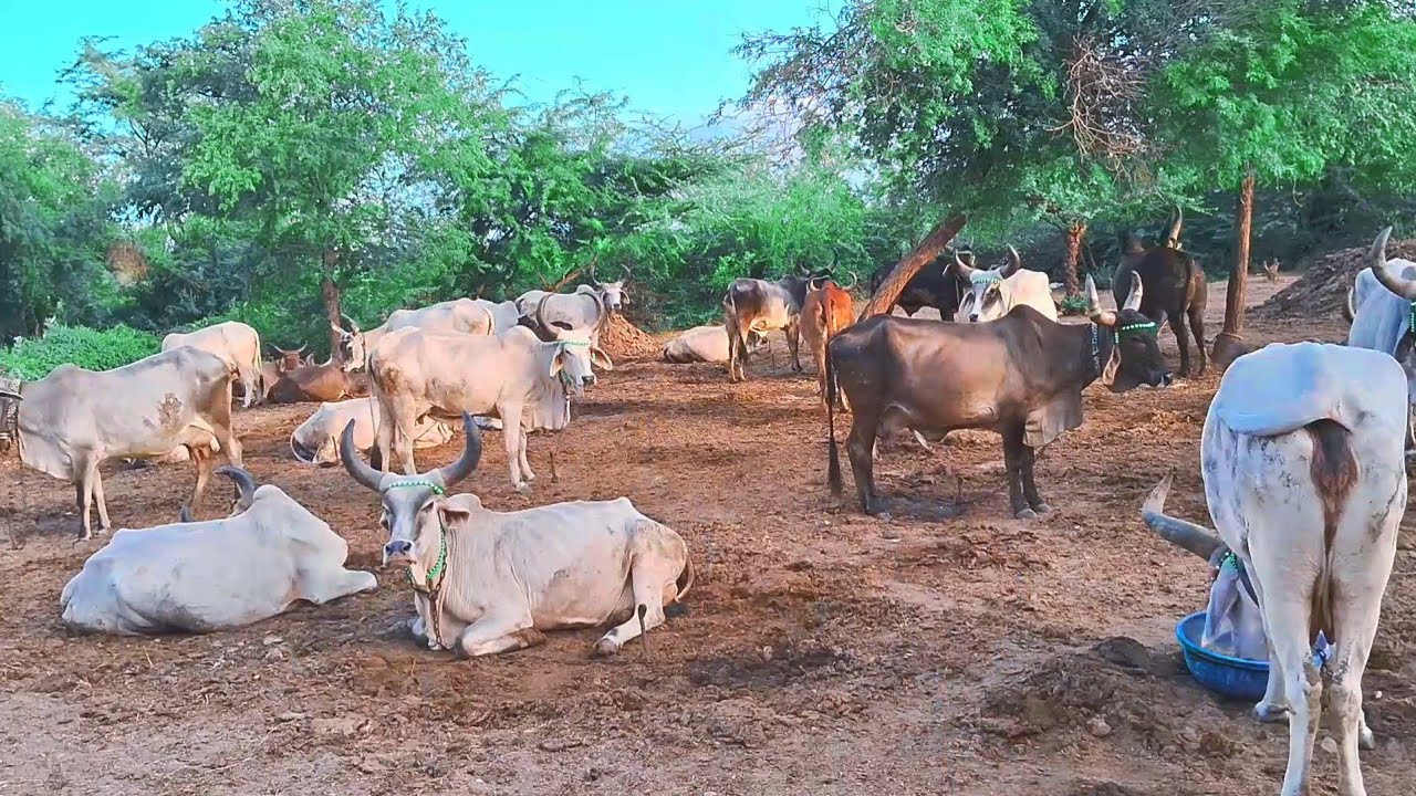 world famous kankraj cow & orginal kankraj🐄 - YouTube