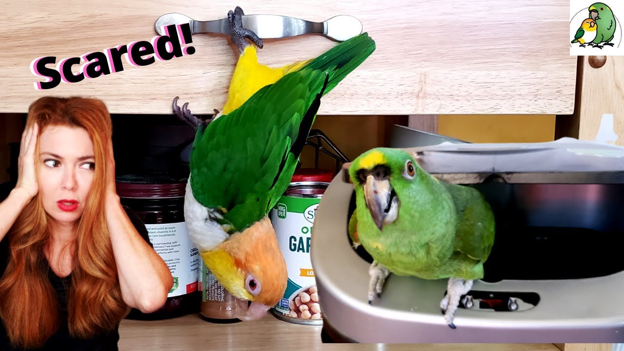 HELP! My Parrots Are Acting Crazy in The Bird Room - YouTube