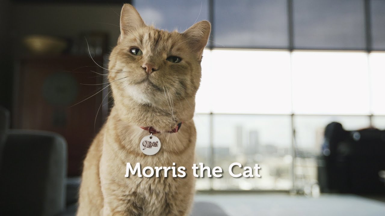 Morris the Cat at SXSW: Journey to Austin (Part 1) - YouTube