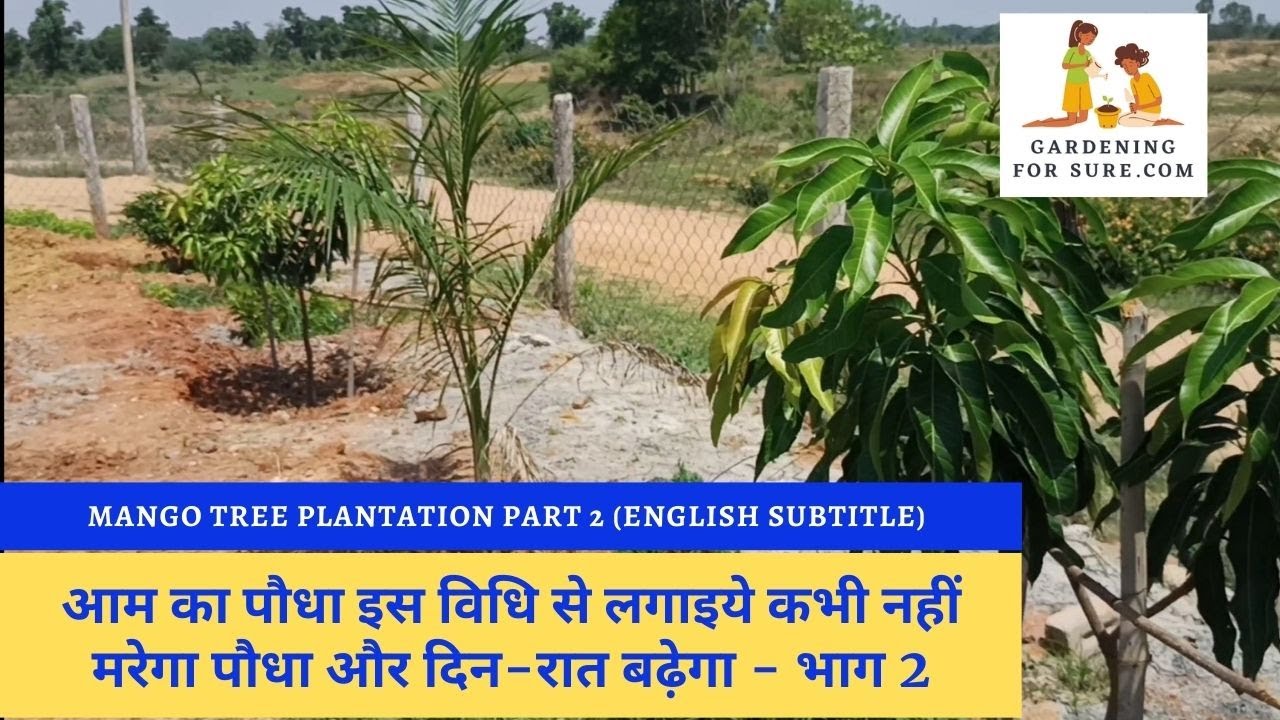 How to plant a mango tree in the ground Part 2 | Mango tree plantation ...