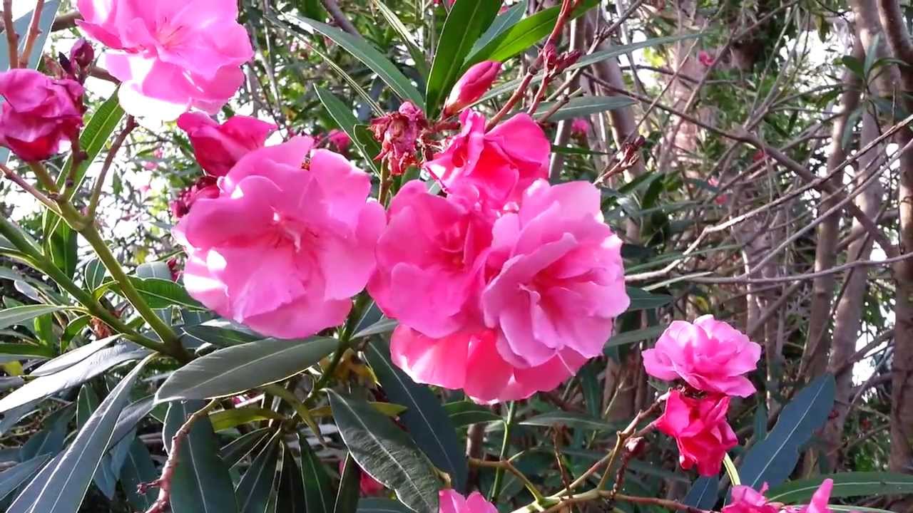 Nerium oleander pink - Leandru roz inchis - Oleandru HD 05 - YouTube