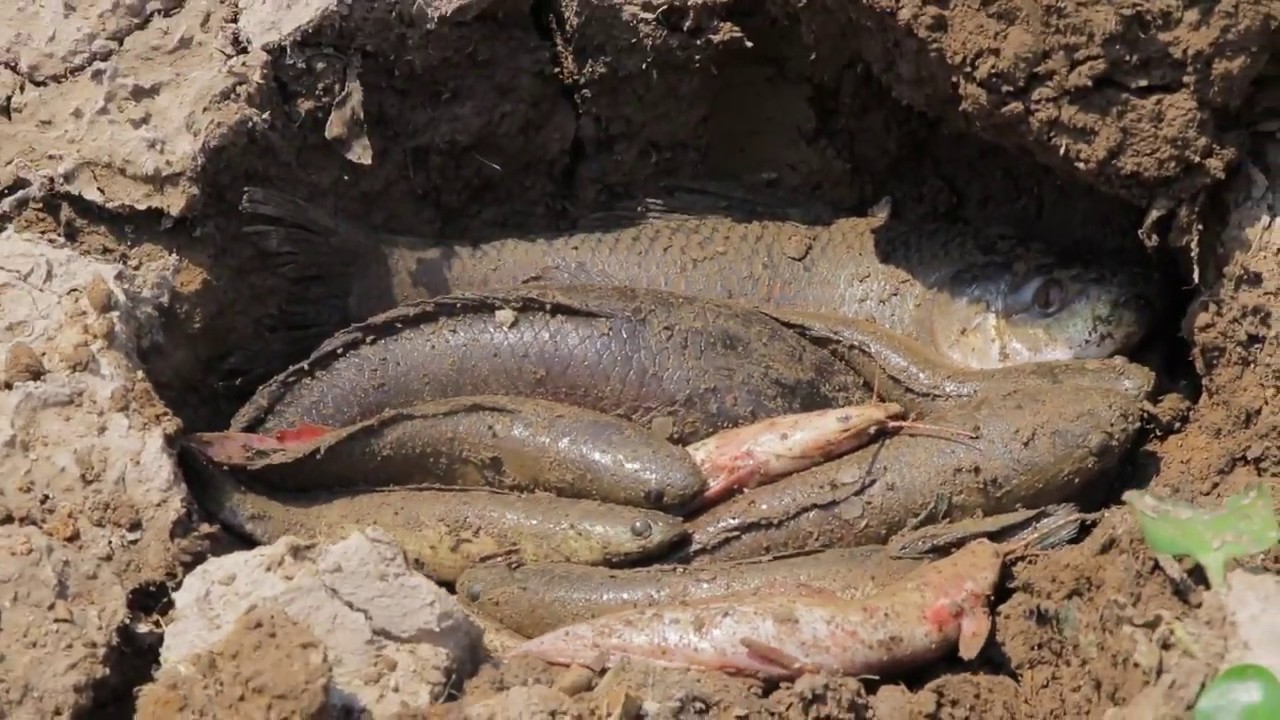 Amazing! Find and Catch Many Fishes on Dry Lake in Season Dry 2020 in ...