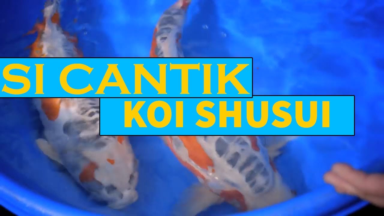 Mengenal Ikan Sushui, Si Koi nan Cantik - YouTube