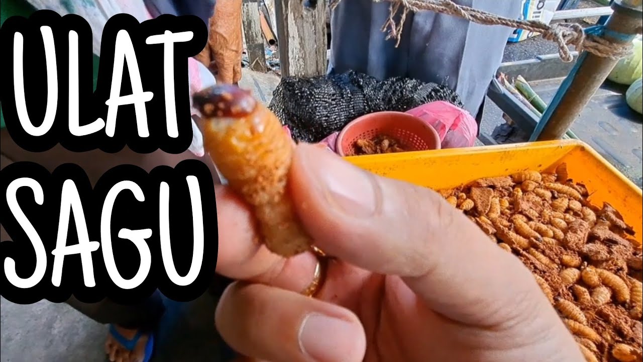 CELOTEH MENCARI ULAT SAGU, SINGGAH SEKEJAP DI TAMU MUKAH - YouTube