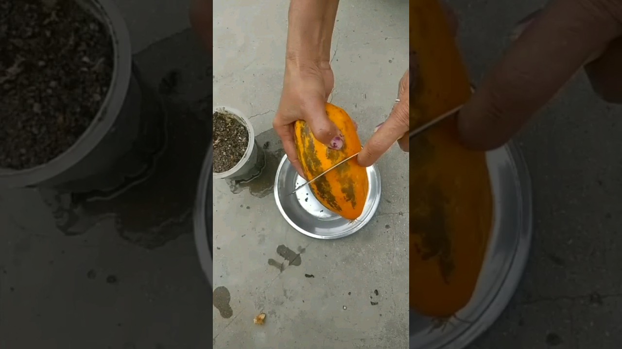 How to grow a big cucumber valuk from seeds#viral #shortvideo - YouTube