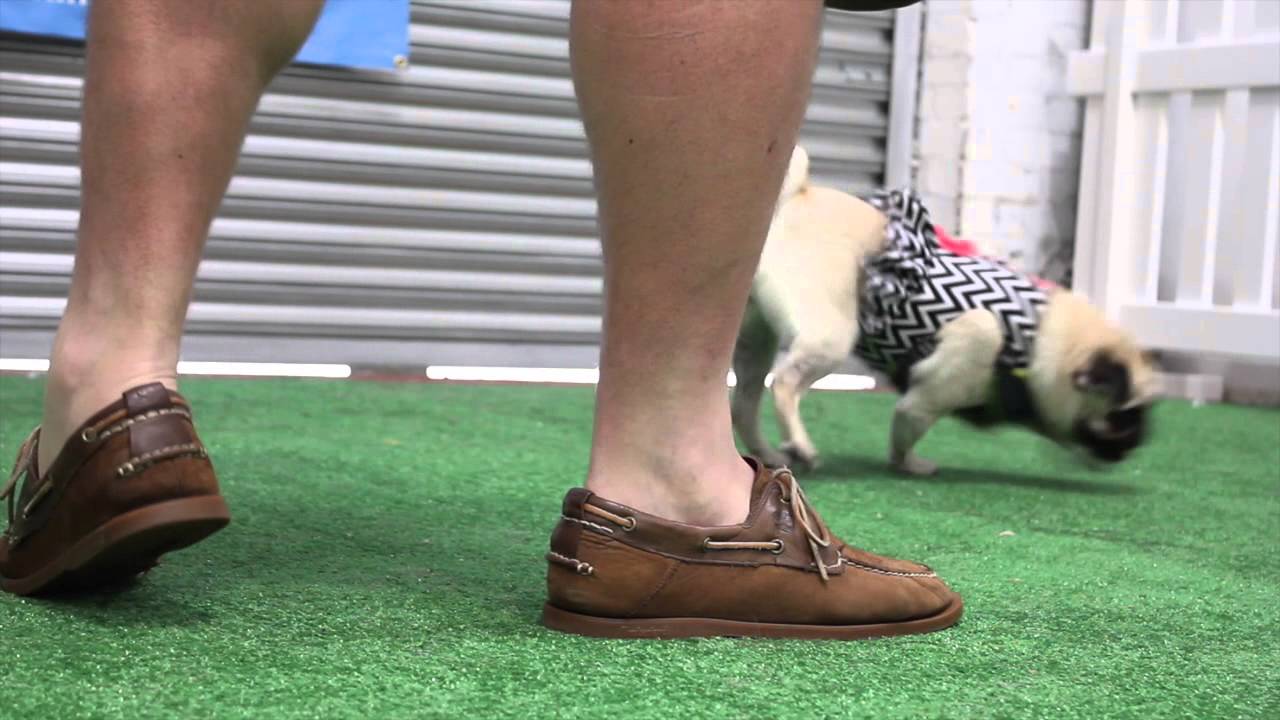Over-excited pug spins a bit too much! - YouTube