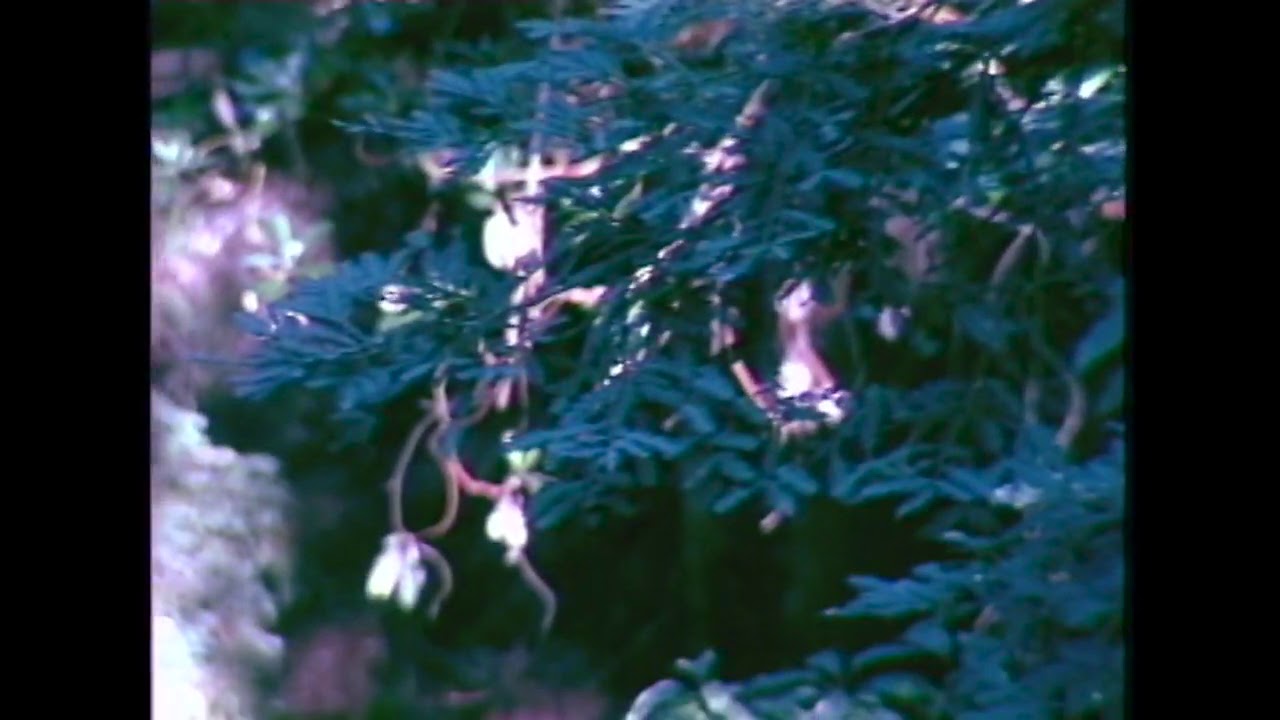 JVC KY-210 + Sony VO-8800 Test Footage - YouTube