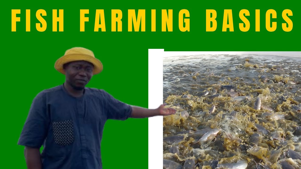 How to Start Fish Farming: Full Step-by-Step Beginner Tutorial (20 Mins ...
