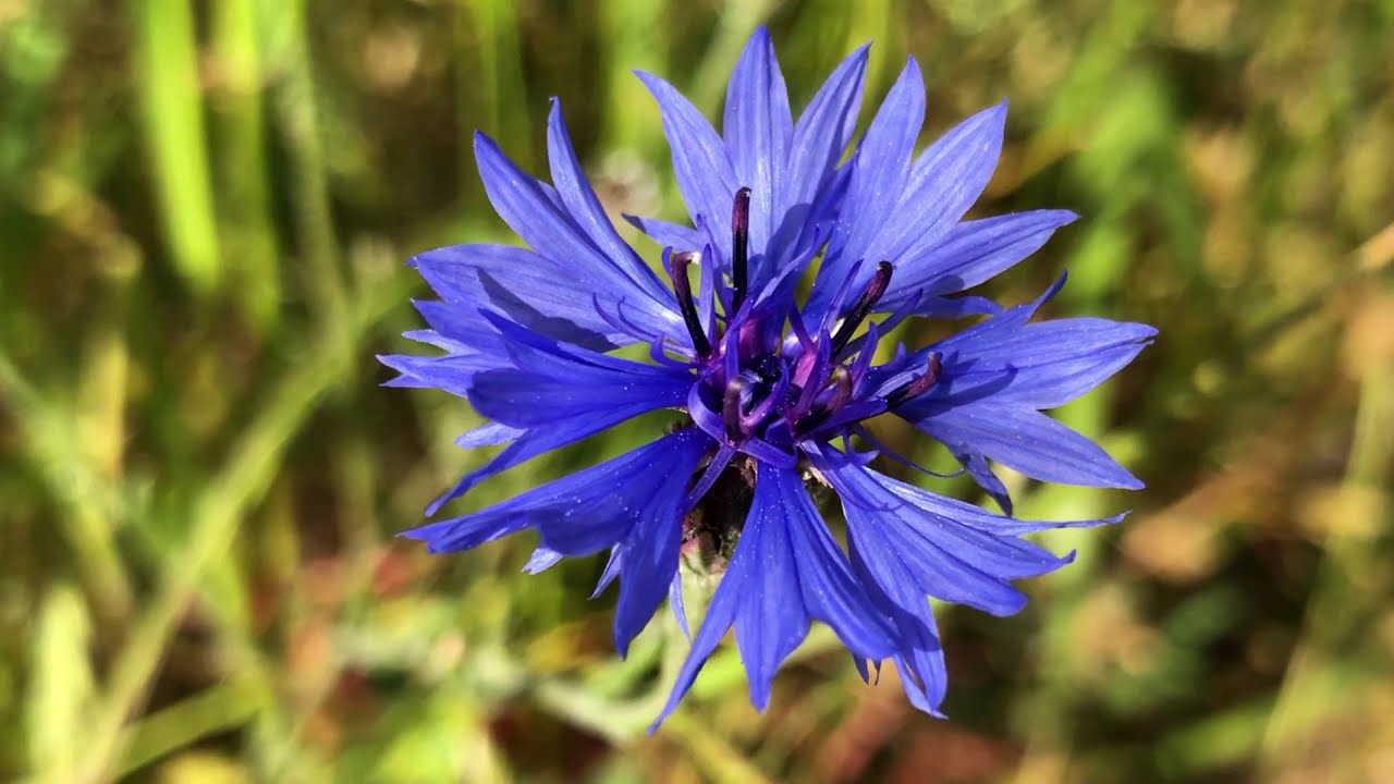 Mavi kantaron, Centaurea cyanus, Peygamber Çiçeği IMG 0844 - YouTube