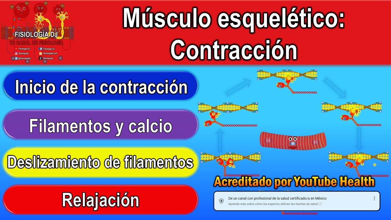 Contracción muscular | Contracción muscular fisiología | Contracción ...